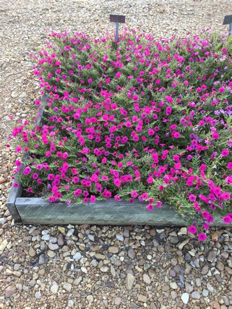 Petunia Supertunia® Vista Fuchsia Truck Crops Trial Garden