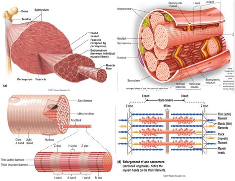 Sarcomere In Cardiac Microscope Labeled