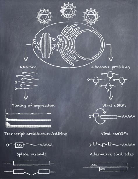 Functions Of Viral Small Open Reading Frames Carolina Arias Lab