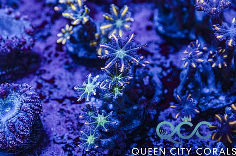 Firework Clove Polyps Wysiwyg Queen City Corals