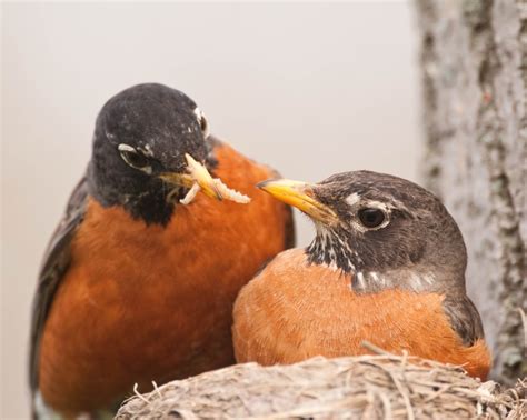 32 Best Robin Bird American Red Robin Images On Pinterest