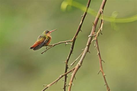 7 Species Of Red Hummingbirds In North America Inc Awesome Photos