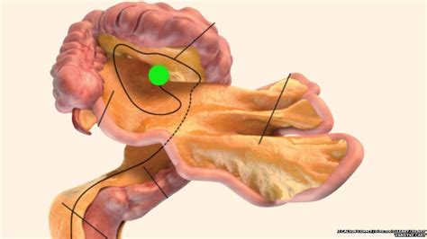 ¿qué Es El Mesenterio El Nuevo órgano Que Los Científicos Hallaron
