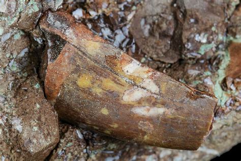 Two Phytosaur Teeth In Sandstone New Mexico 107608 For Sale