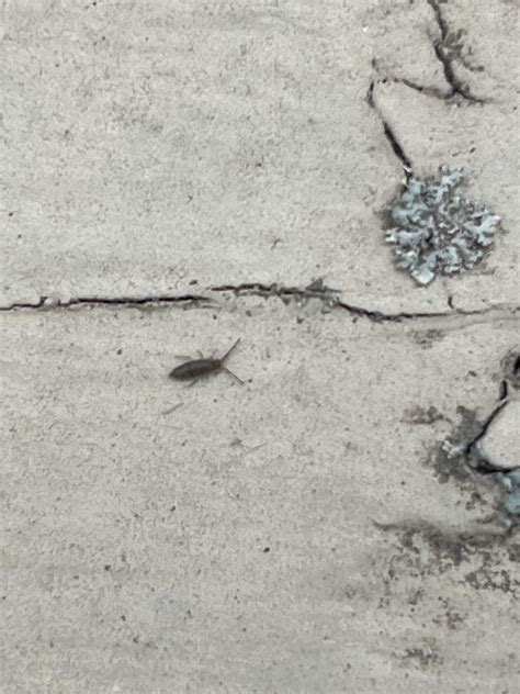 Tiny Grey Bugs Possibly Springtails Rwhatbugisthis