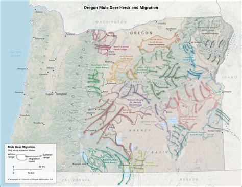Why Migration Matters So Much For Oregon Northwest Mule Deer