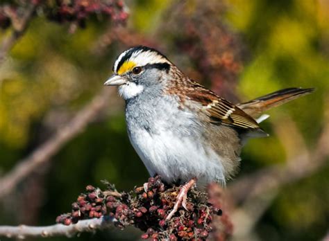 16 Birds That Look Like Sparrows Inc Awesome Photos