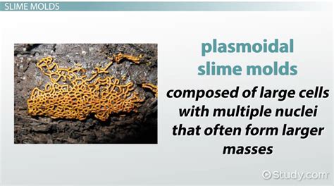 Cellular Slime Mold Life Cycle
