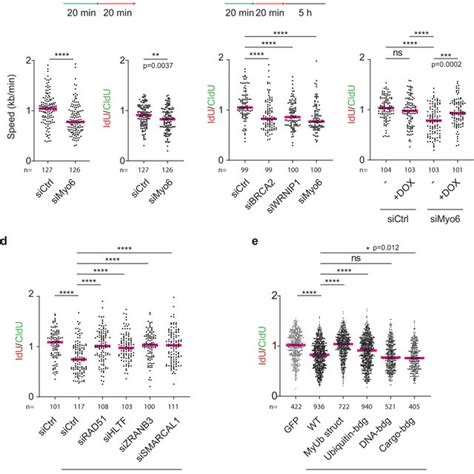 myosin vi cooperates with wrnip1 to protect stalled forks from