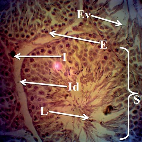 Histology Of The Testis Of The Control Group Showing Normal Testicular Download Scientific