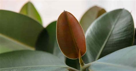 Why Are My Rubber Plant Leaves Falling Off