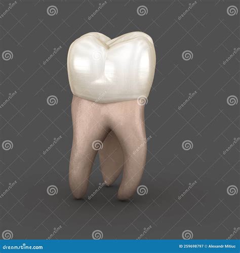 Dental Anatomy First Maxillary Molar Tooth Medically Accurate Dental 3d Illustration Stock