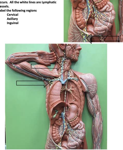 Lymph Node Clusters Diagram Quizlet