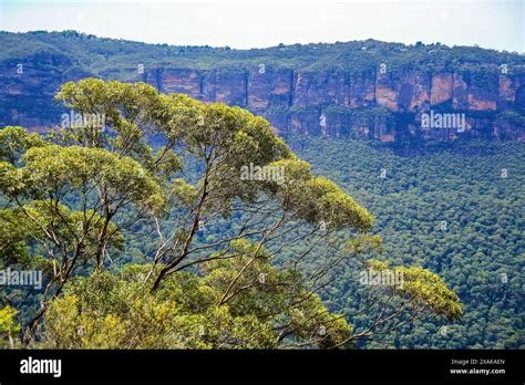 Canopy Of Eucalyptus Trees In A Forest Of The Jamison Valley In The