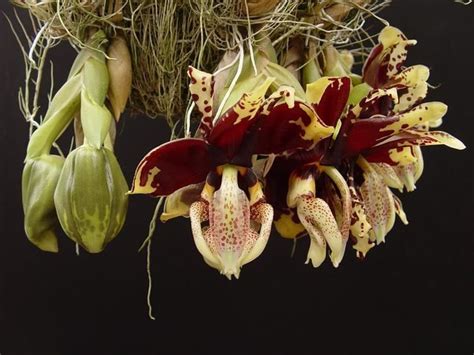 Stanhopea Alchetron The Free Social Encyclopedia