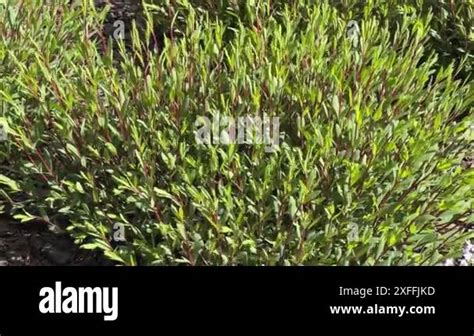 Deciduous Shrub Stems Stock Videos And Footage Hd And 4k Video Clips