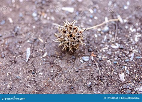 Seed Of Liquid Amber Tree Liquidambar Styraciflua Stock Image Image