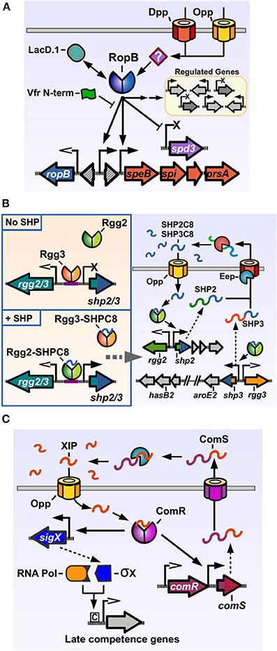 rgg regulators of streptococcus pyogenes a ropb directly activates
