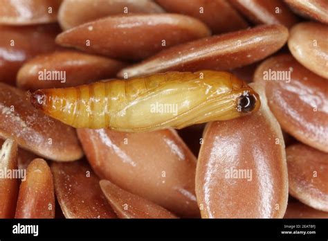 Pupa Of Of Indian Meal Moth Or Indianmeal Moth Plodia Interpunctella
