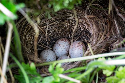 Dark Eyed Junco Nest With Eggs