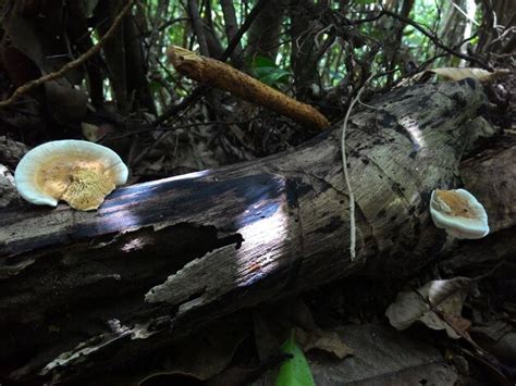 Premium Photo Close Up Of Fungus Growing On Tree Trunk