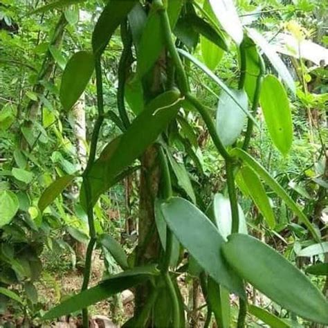 Bibit Panili Meteran Vanili Vanila Per Meter Kota Malang By Sahale