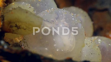 Cuttlefish Eggs Hatching