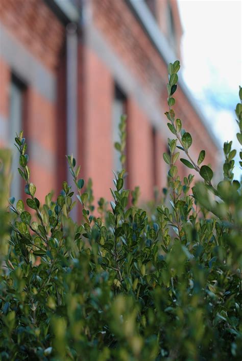 How To Propagate Shrubs By Layering Yard And Garden