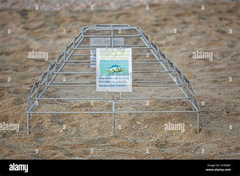 Sea Turtle Egg Laying Site Protected Green Turtle Nesting Area On The Sea Beach Sea Turtle