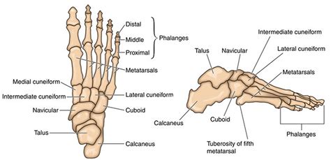 Navicular Fracture Causes Symptoms Diagnosis Treatment And Prognosis