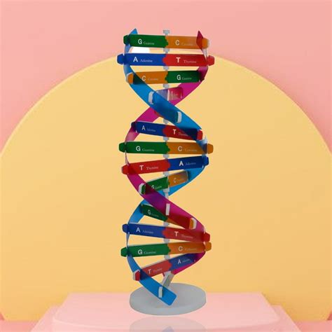 Dna Model Dna Project Dna Model Project