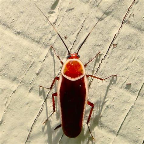 Pale Bordered Field Cockroach Dorsal Pseudomops Septentrionalis