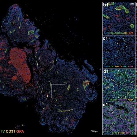 Quantification Of The Percentage Of Positive Cells Over Dapi Positive