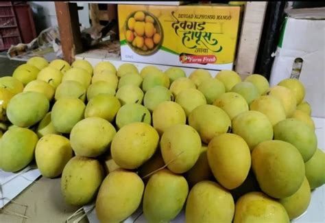 Devgad Premium Alphonso Mango At Best Price In Mumbai By Live Sport Id 2855885265773