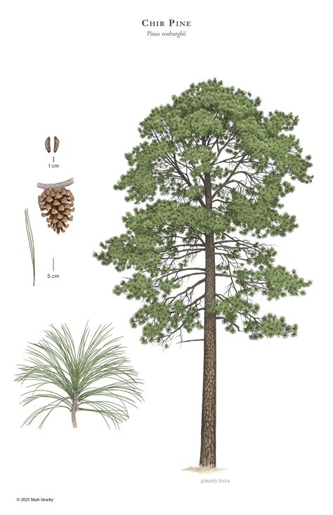 Pinus Diagram