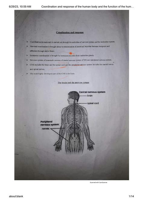 Solution Coordination And Response Of The Human Body And The Function
