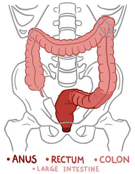 An In Depth Guide To Anal Training Stretching And Gaping