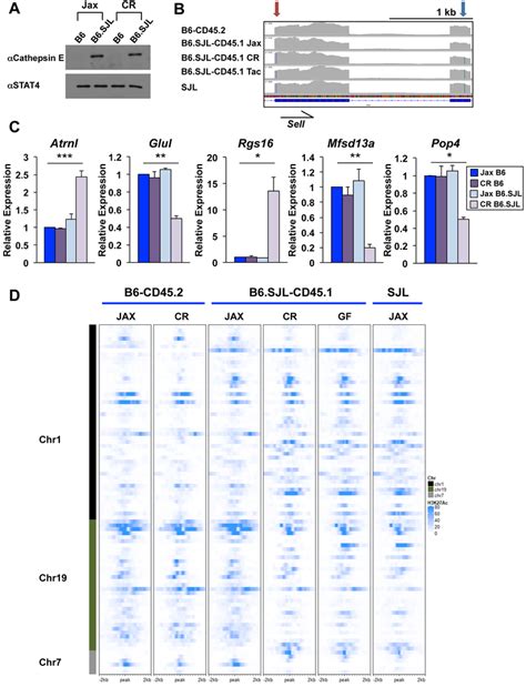 Defining Genetic Variation In Widely Used Congenic And Backcrossed