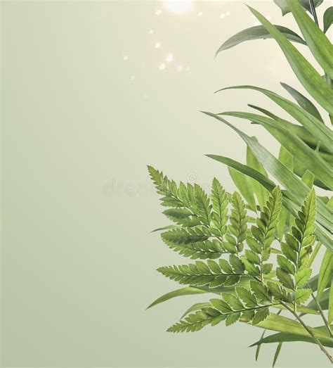 Green Nature Background With Fern And Tropical Leaves Sunshine And Bokeh Border Stock Image