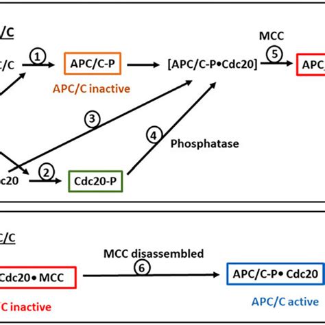 Possible Roles Of Cdc20 Phosphorylation In The Regulation Of Apcc
