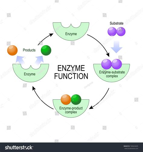 Enzyme Function Diagram For Medical Educational And Scientific Use