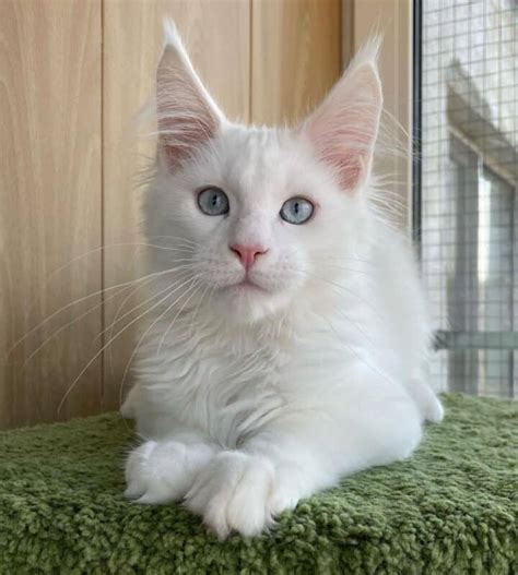 26 Beautiful White Maine Coon Cats Instagram Famous