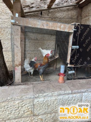 תמונה של תרנגול למסירה בחינם מודעה 2851618