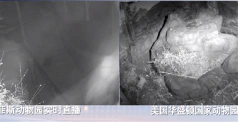 丫丫乐乐回国申请进入最后审核，中国专家仔细检查着丫丫住所腾讯新闻