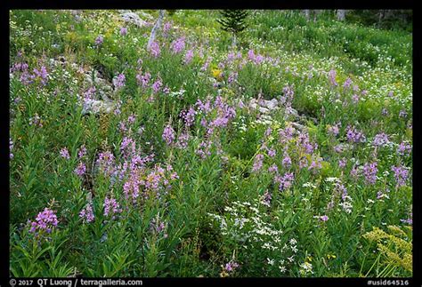 Picture Photo Meadow With Fireweed Face Trail Jedediah Smith