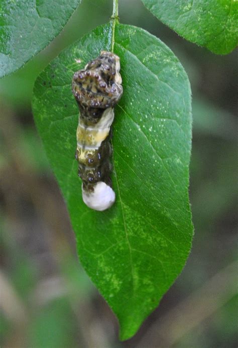 Giant Swallowtail Larvae