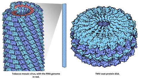 Tobacco Mosaic Virus Tmv Structure Life Cycle Infection