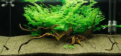Water Sprite Freshwater Aquarium Plants Floating Plants Water Sprite