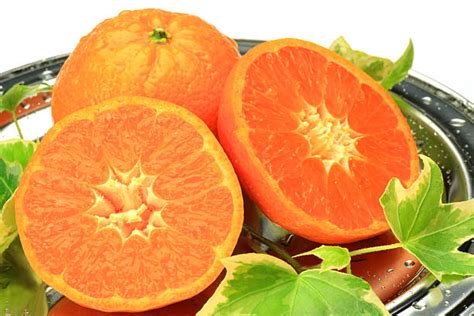 10 Morcott Fotos Fotos De Stock Imagens E Fotos Royalty Free Istock