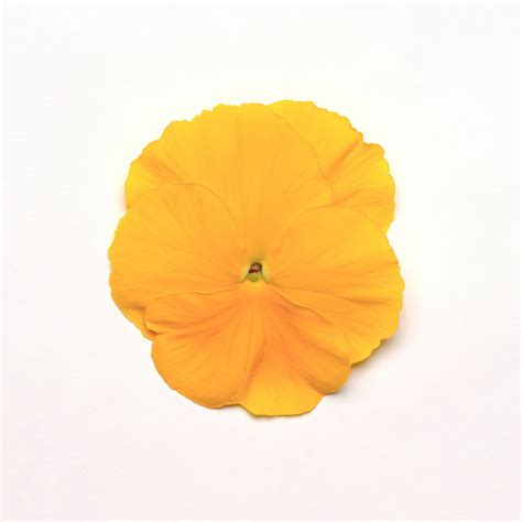 Viola X Wittrockiana Spring Matrix Yellow Pansy Siteone